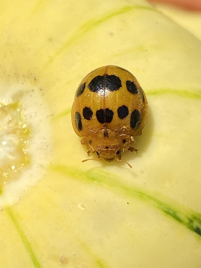 Squash Lady Beetle from Reprise Ct, Vienna, VA, US on August 5, 2020 at ...
