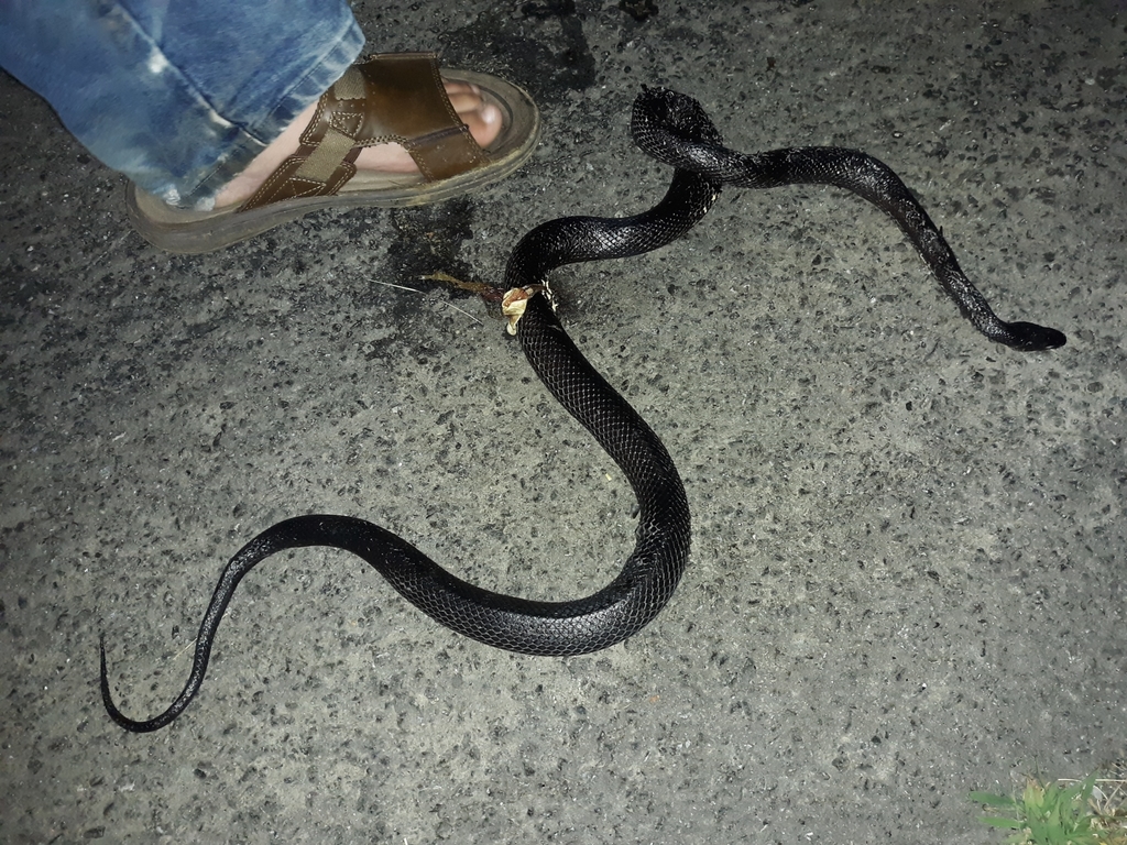 Eastern/Gray Ratsnake Complex from Blue Grass Valley Road, Highland ...