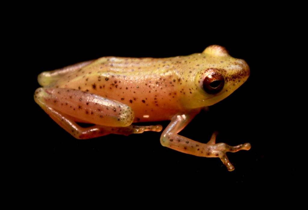 Hyperolius adspersus (Herpetofauna of Angola) · iNaturalist