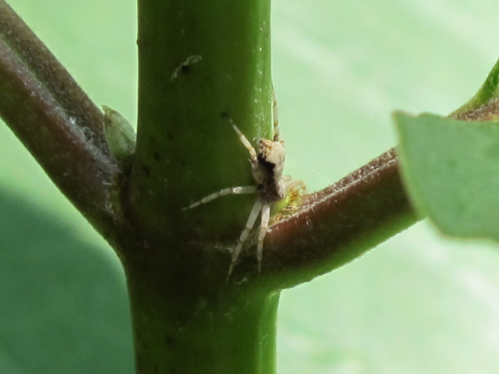 Running Crab Spiders from Mt Lookout, Cincinnati, OH, USA on July 4 ...