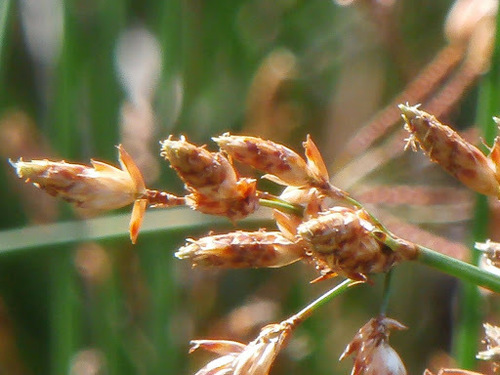 Common Fringe-rush (Flora Singapore List F) · iNaturalist