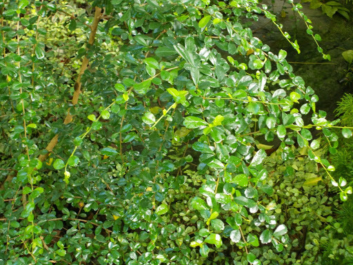 Ehretia microphylla (Flora Singapore List E) · iNaturalist