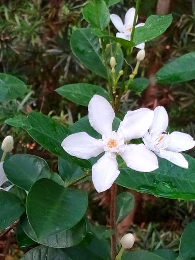 Wrightia antidysenterica (Flora Singapore List U-Z) · iNaturalist