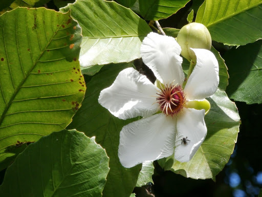 Dillenia philippinensis (Flora Singapore List D) · iNaturalist
