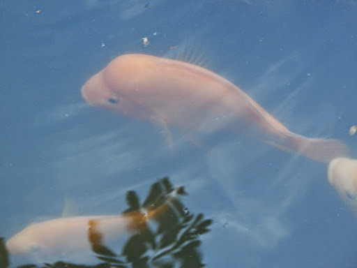Amphilophus labiatus (California Academy of Sciences, Outlying Exhibits ...