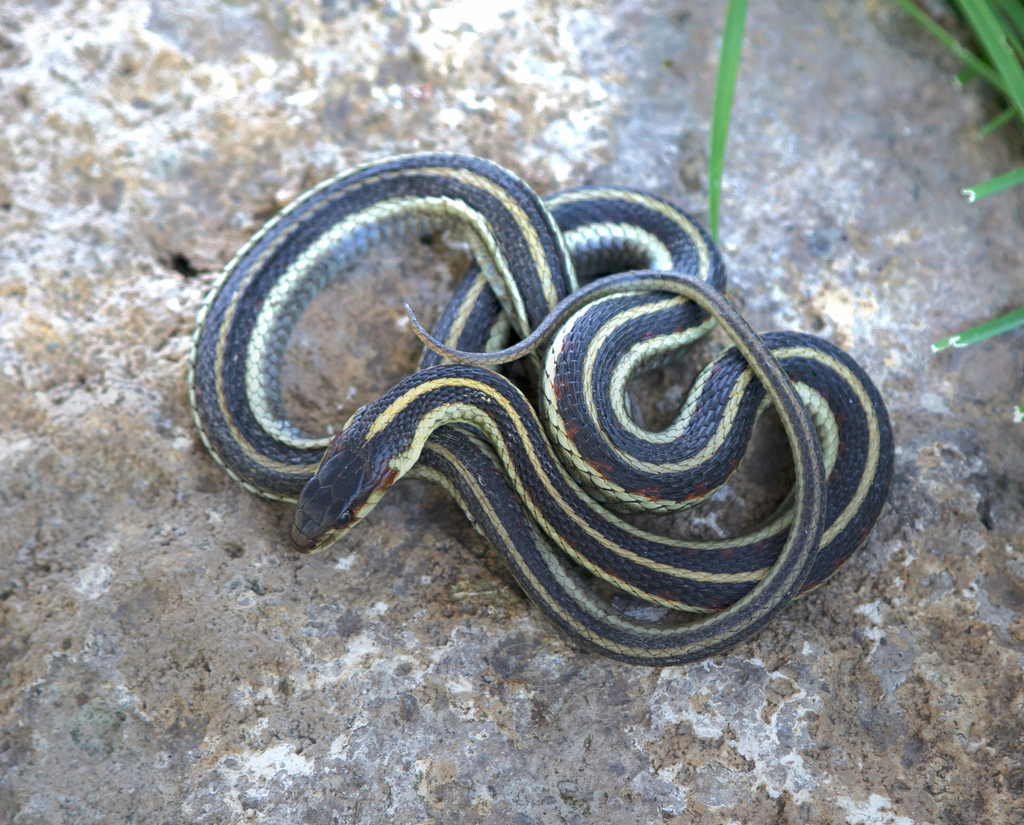 Valley Garter Snake from Deschutes County, OR, USA on July 25, 2020 by ...