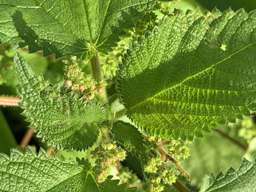 wood nettle from Cedar Beach Cove, Freeport, FL, US on August 2, 2020 ...
