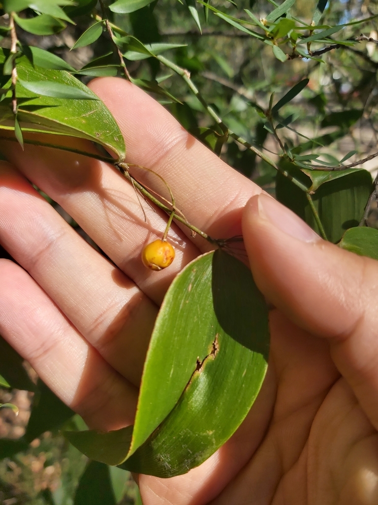 Wombat Berry from Royal National Park Station, Royal National Park NSW ...