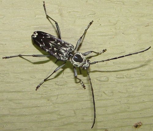 Genus Sarosesthes · iNaturalist