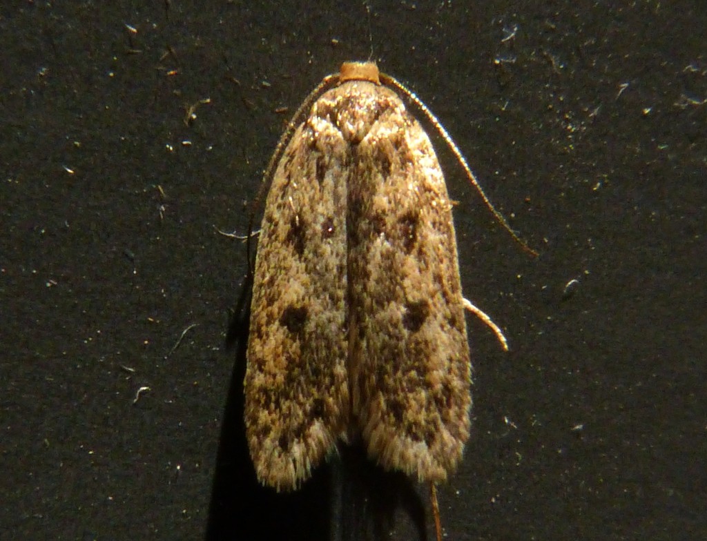 Brown House Moth (Moths Of Shetland) · BioDiversity4All