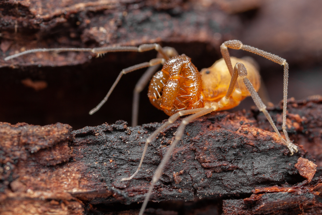 Spider-thing eating meat from a chicken bone. Found behind my house in ...