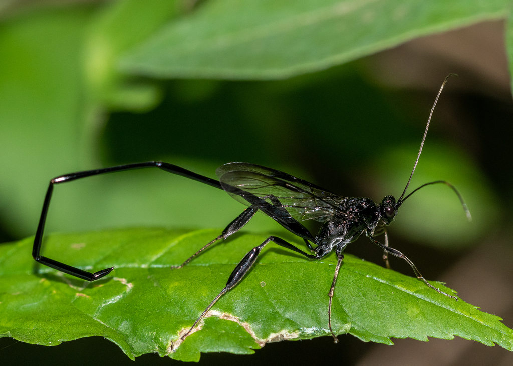 American Pelecinid Wasp (Wasps of Hymenoptera) · iNaturalist