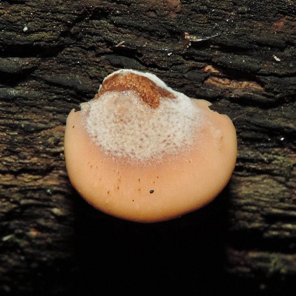 bear lentinus from Dorsey Run Rd. on August 05, 2020 at 09:27 AM by ...