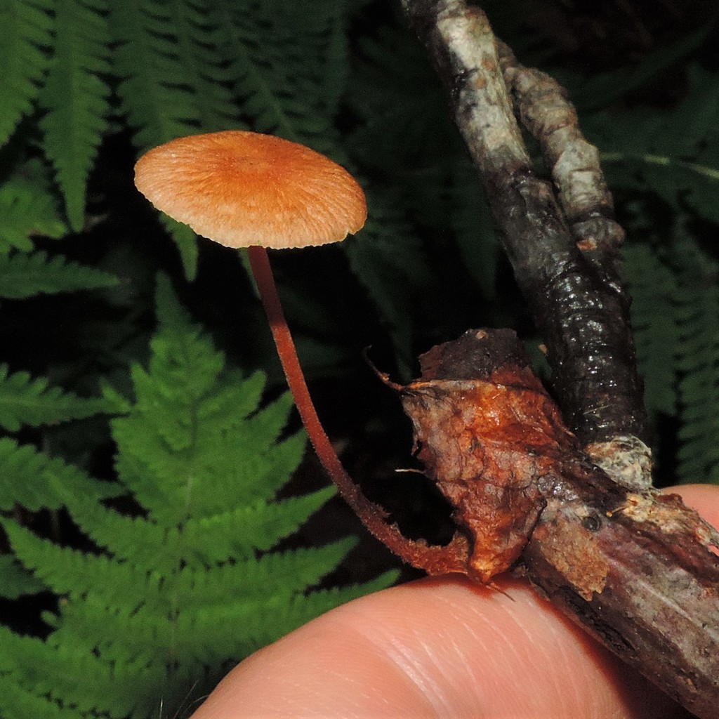 Heimiomyces tenuipes from Dorsey Run Rd. on August 05, 2020 at 10:07 AM ...