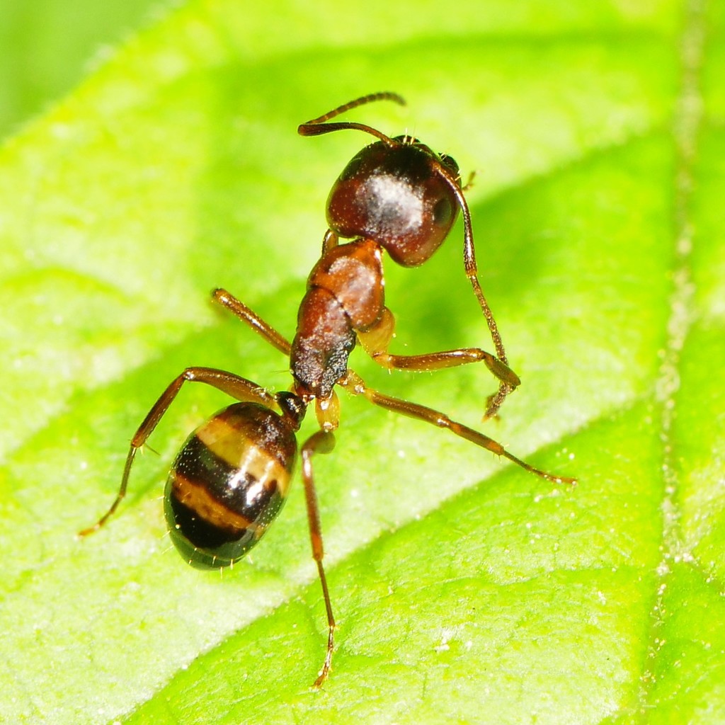 Bearded Carpenter ant (Ants of Virginia) · iNaturalist