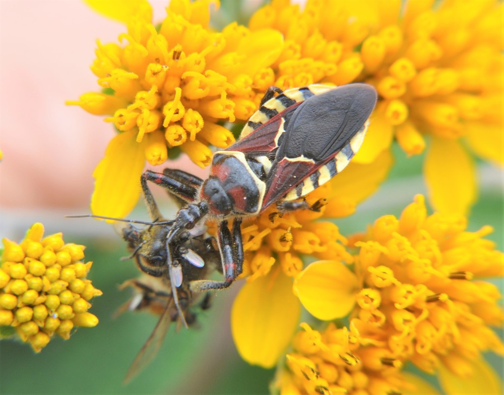 Yellow-bellied Bee Assassin from Corregidora, Qro., México on August 5 ...
