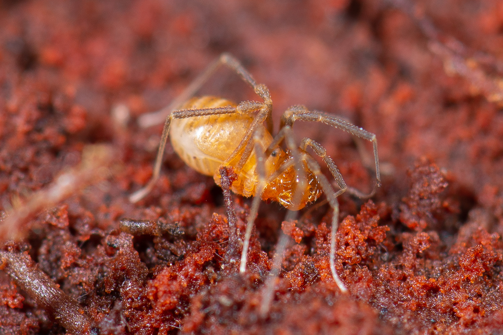 Briggsus clavatus from Lincoln County, OR, USA on August 15, 2014 at 01 ...