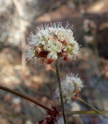 mouse buckwheat (Variety Eriogonum nudum murinum) · iNaturalist