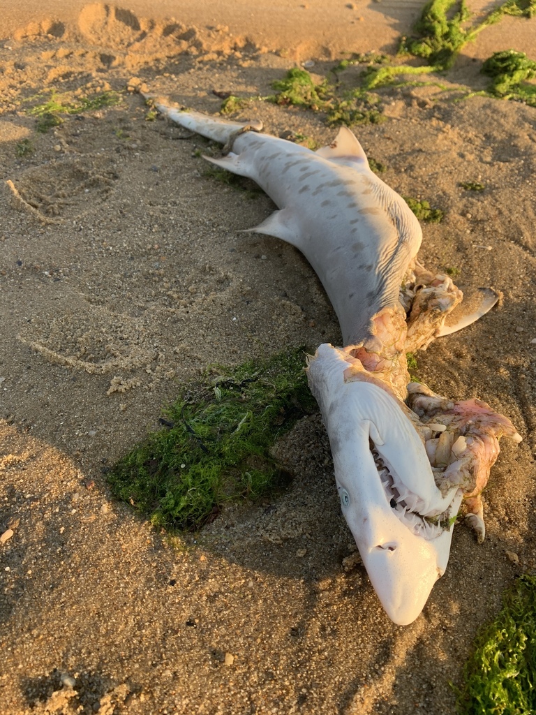 Sand Tiger Shark from Cape Cod National Seashore, Provincetown, MA, US ...