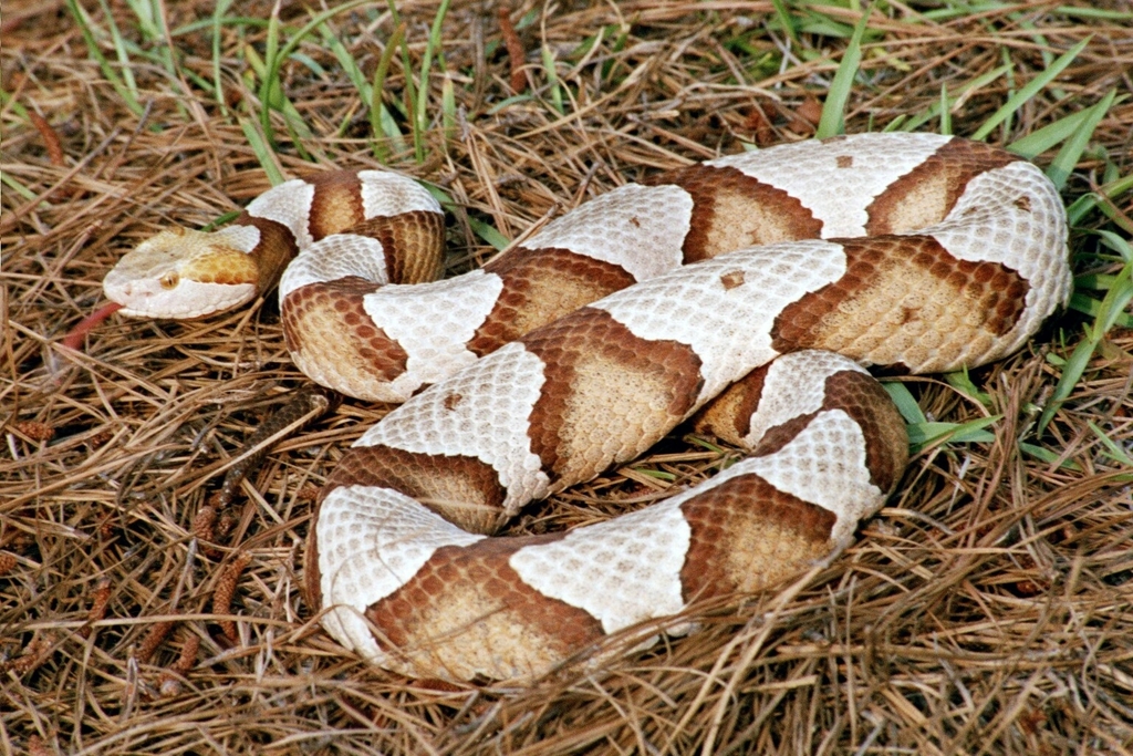 Eastern Copperhead from Aiken on May 27, 2002 by Michael Friedman ...