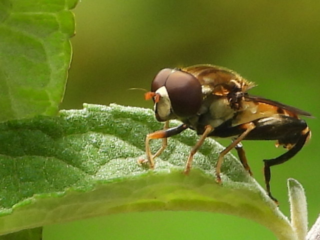 Common Thick-leg Fly from Yard on August 5, 2020 at 06:57 PM by mannys ...