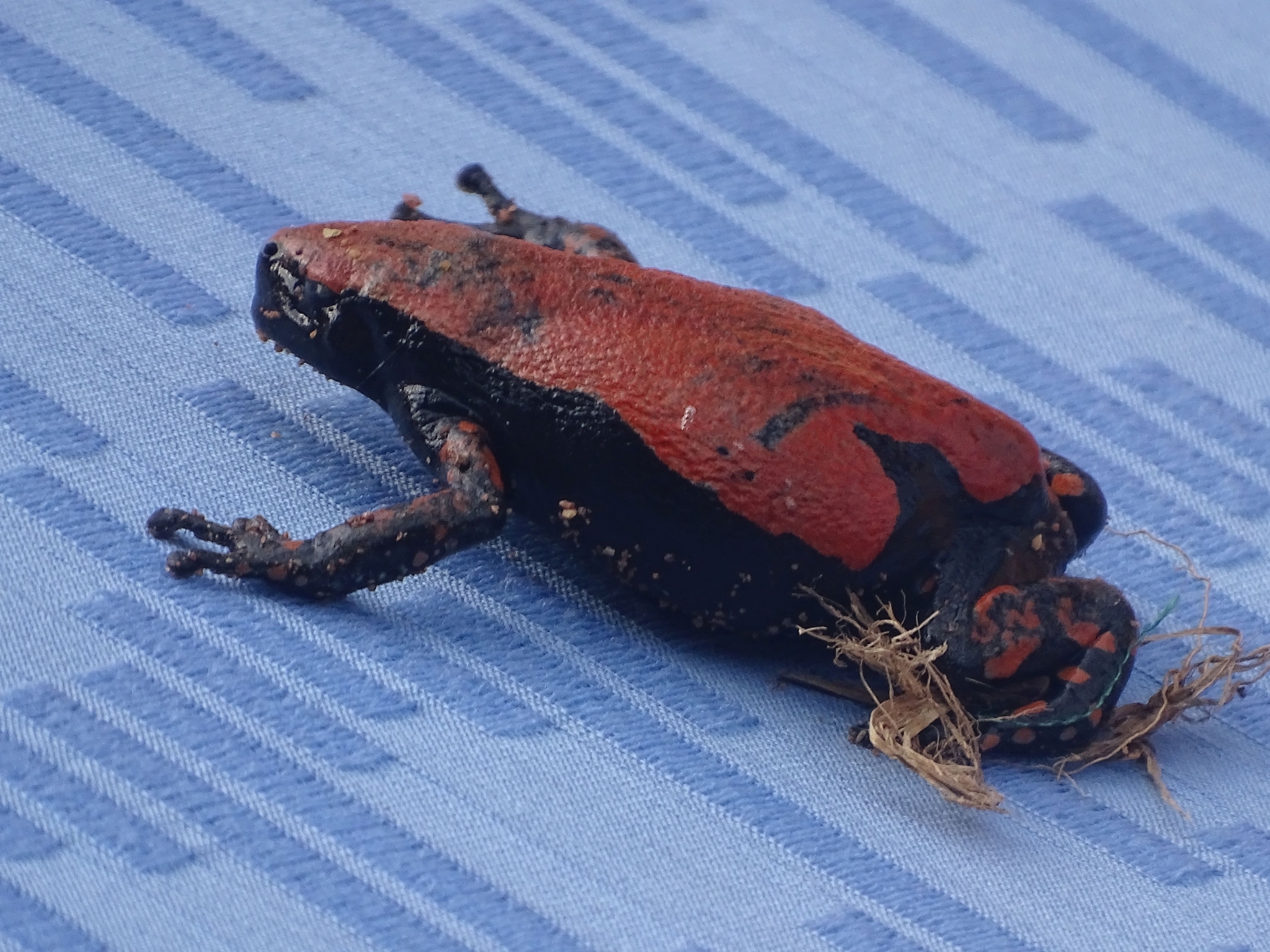 Phrynomantis microps Peters, 1875