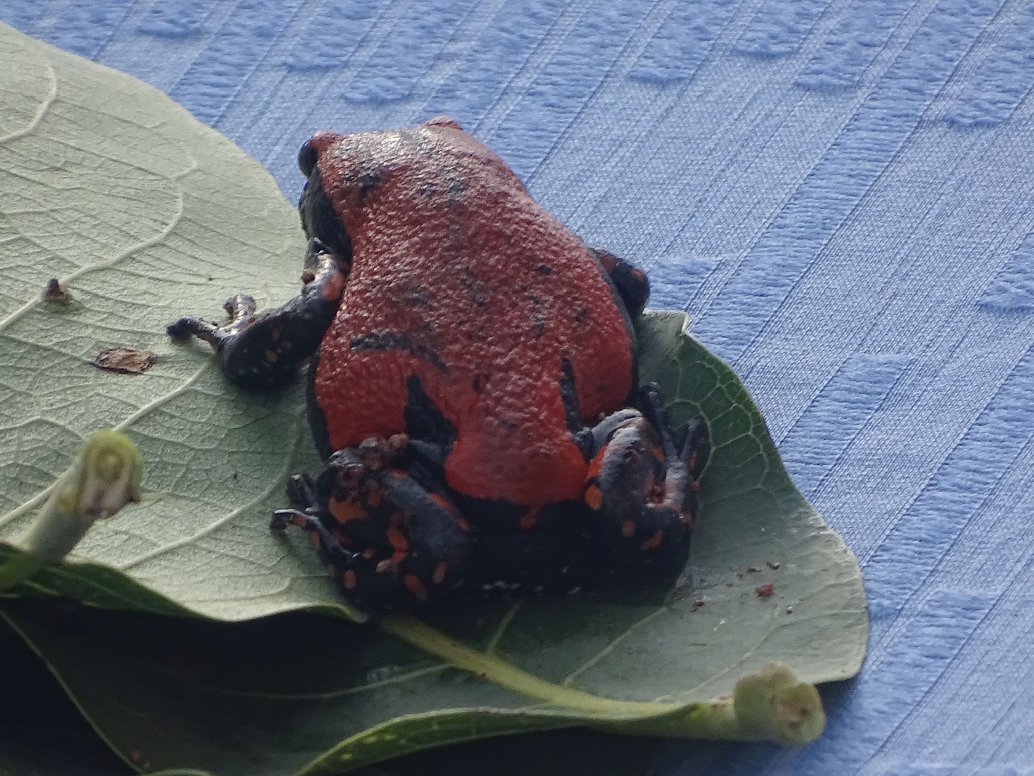 Phrynomantis microps Peters, 1875