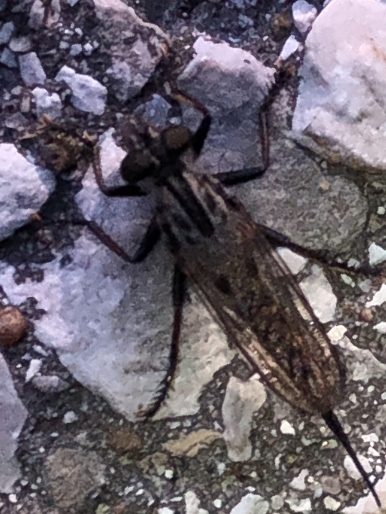 Efferia from Calliope Pl, Chesterfield, MO, US on August 5, 2020 at 06: ...