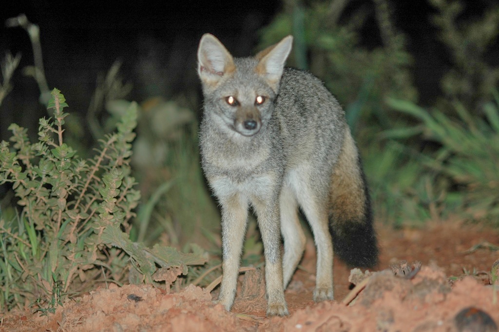 Hoary Fox (Canids of South America) · iNaturalist