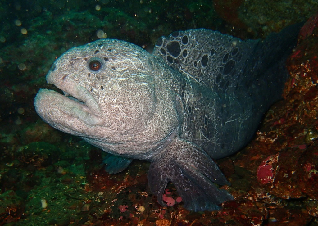 Wolf Eel (Anarrhichthys ocellatus) - Marine Life Identification