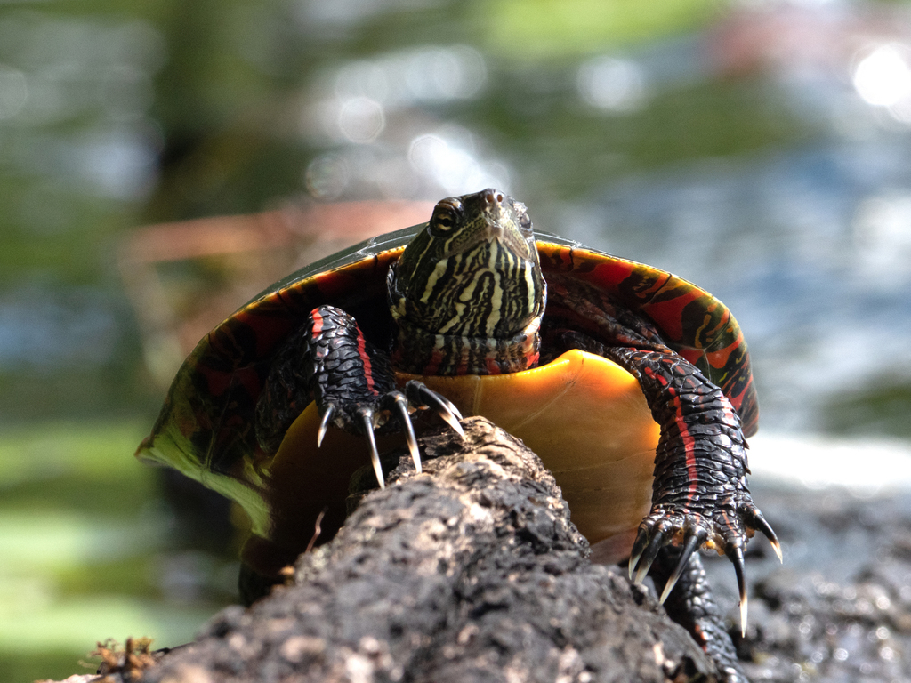 Painted Turtle (Reptiles of South Mountain Reservation) · iNaturalist