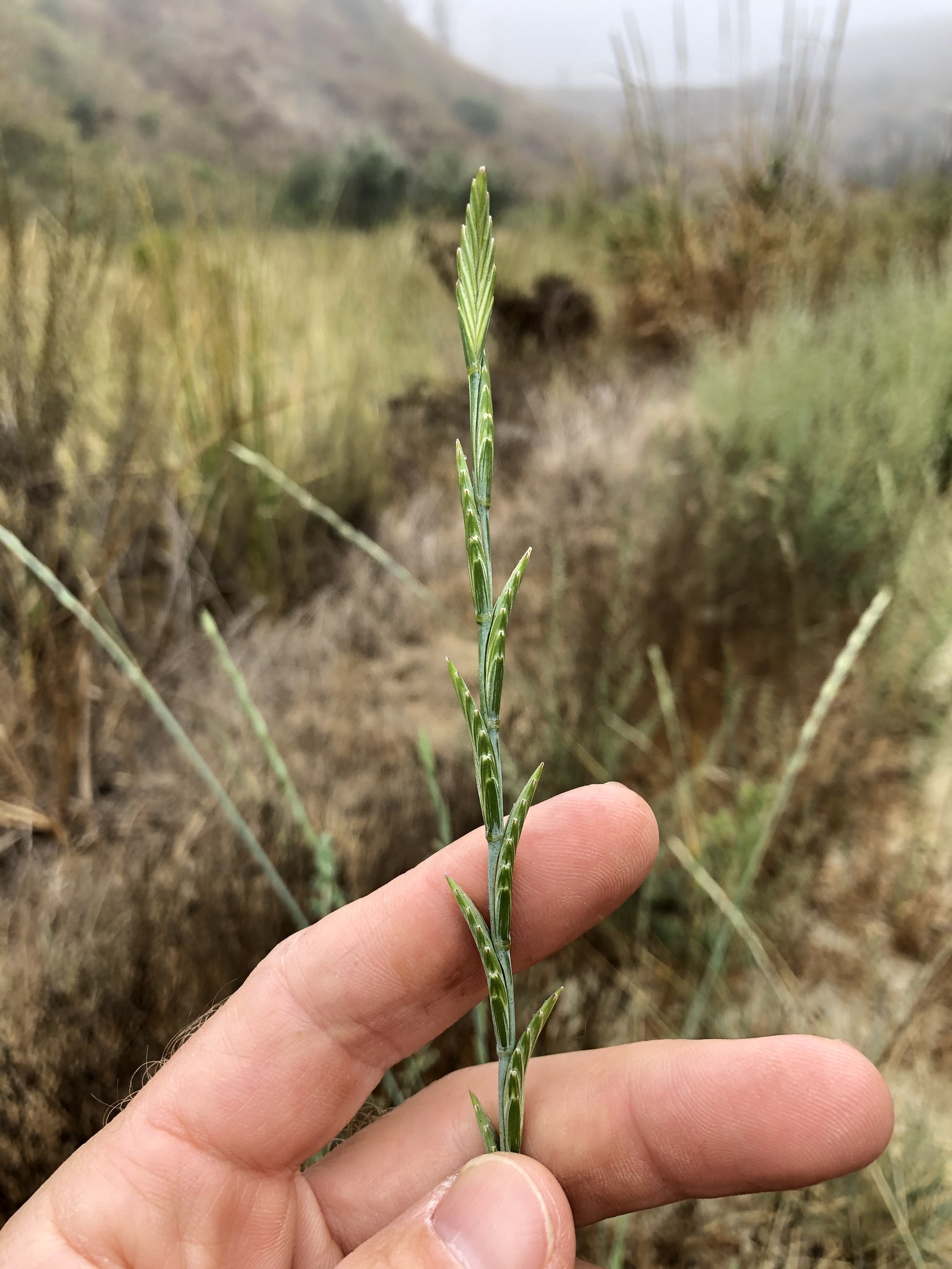 Thinopyrum intermedium subsp. intermedium