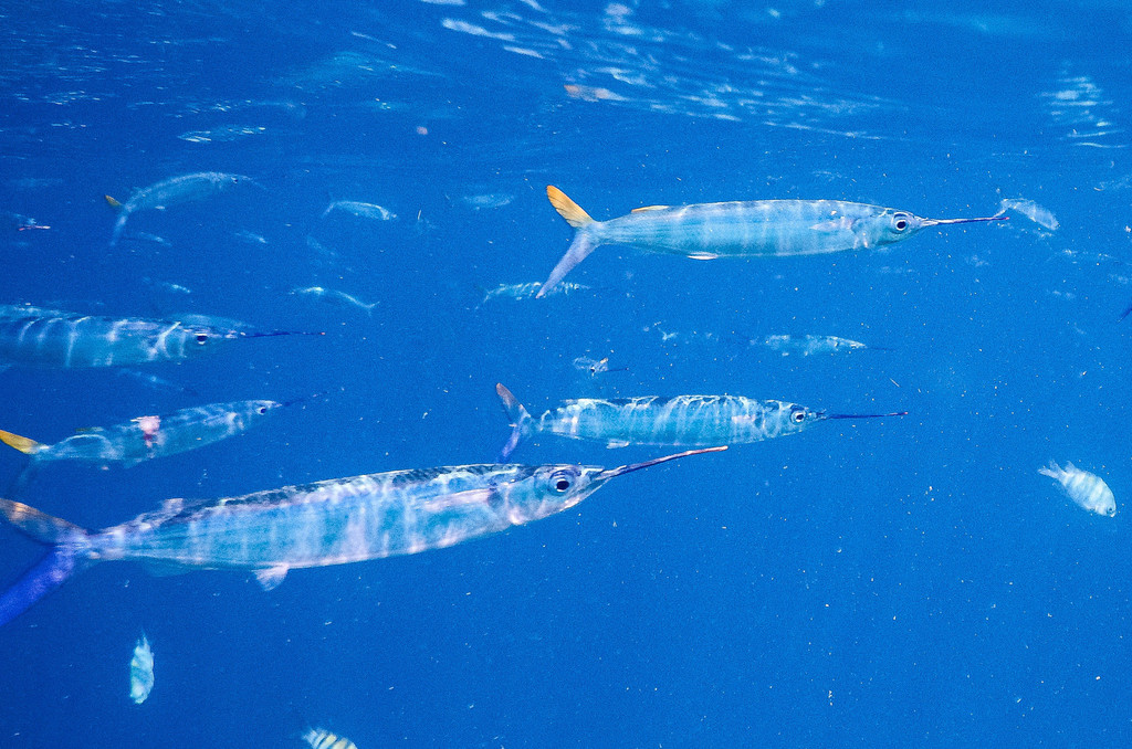 Ballyhoo (Mississippi Saltwater Fish species ( Extended )) · iNaturalist