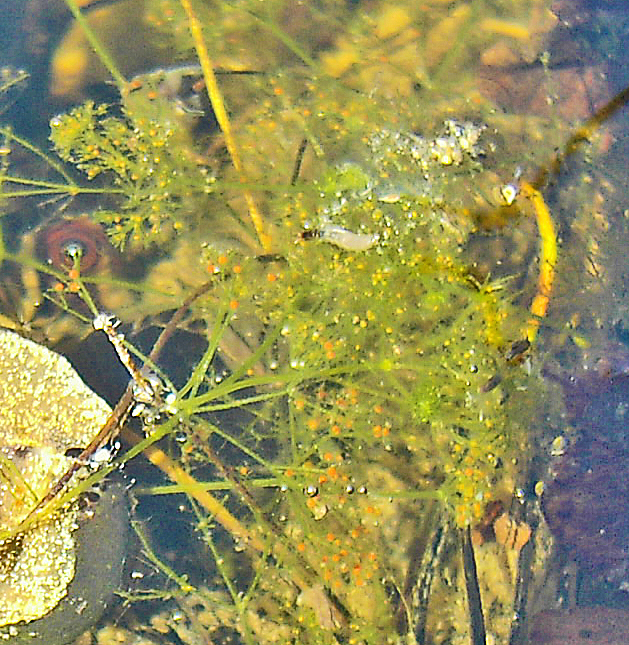 Stonewort from Comet QLD 4702, Australia on July 3, 2005 at 03:08 PM by ...