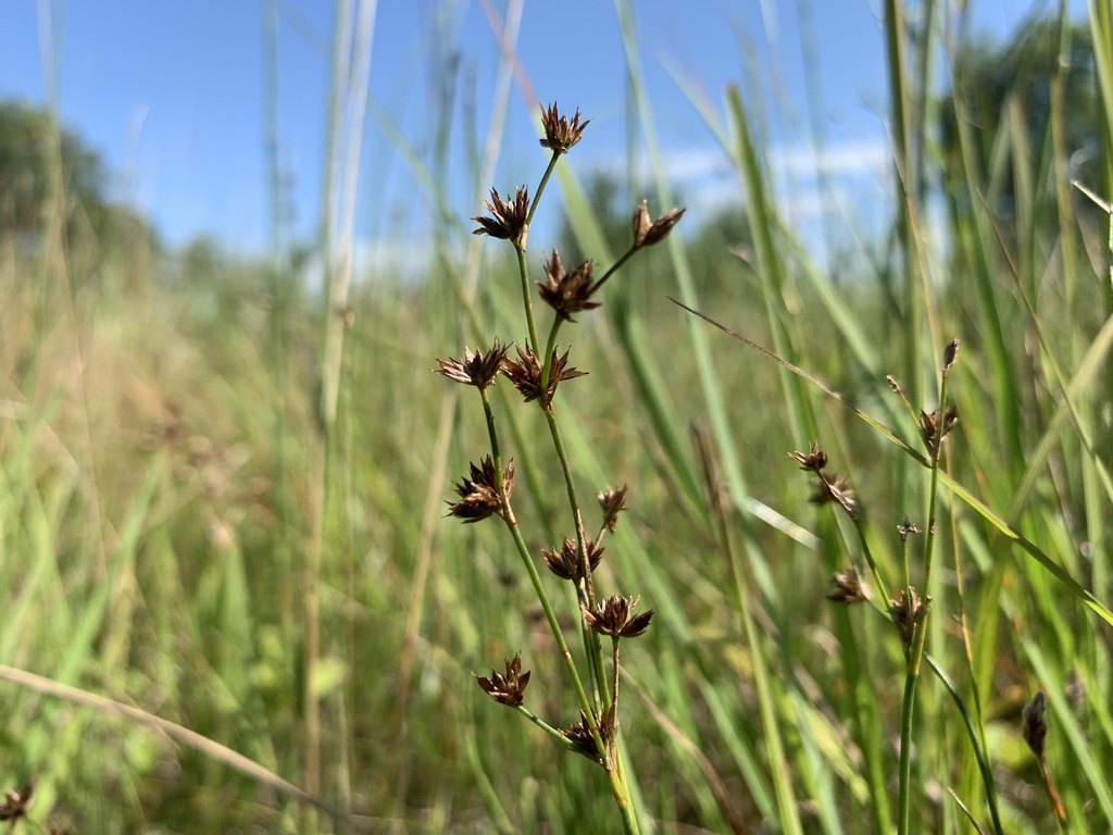 Jointed rush in August 2020 by Matt B · iNaturalist