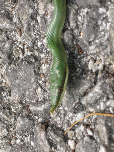 Rhino Rat Snake (Gonyosoma boulengeri) - Snakes and Lizards