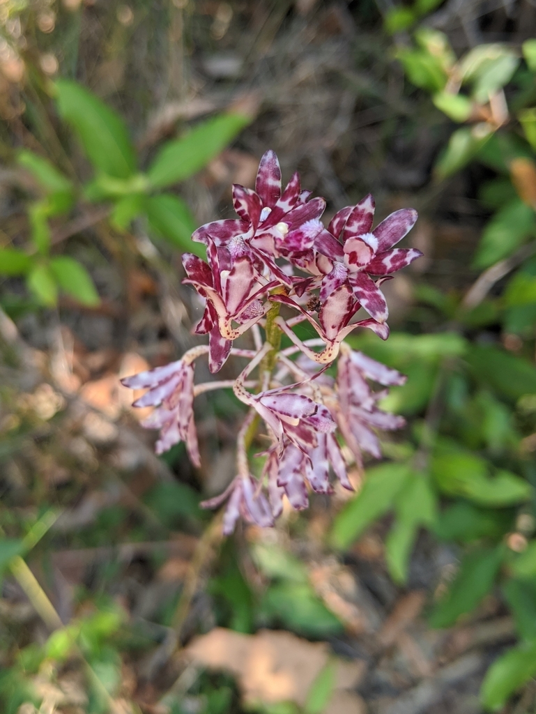 Slender Hyacinth-Orchid from Box Head NSW 2257, Australia on December ...