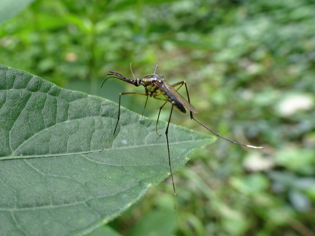 Elephant Mosquito from Home on August 04, 2020 at 12:53 PM by Thomas ...