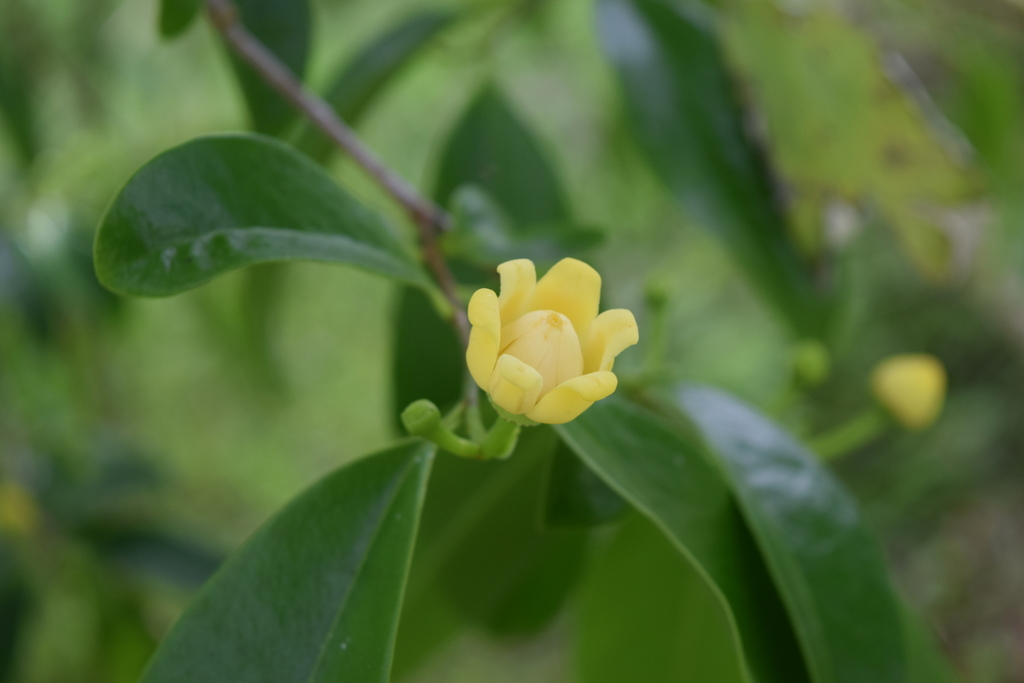 canella family (Canellaceae) - Botanical Realm