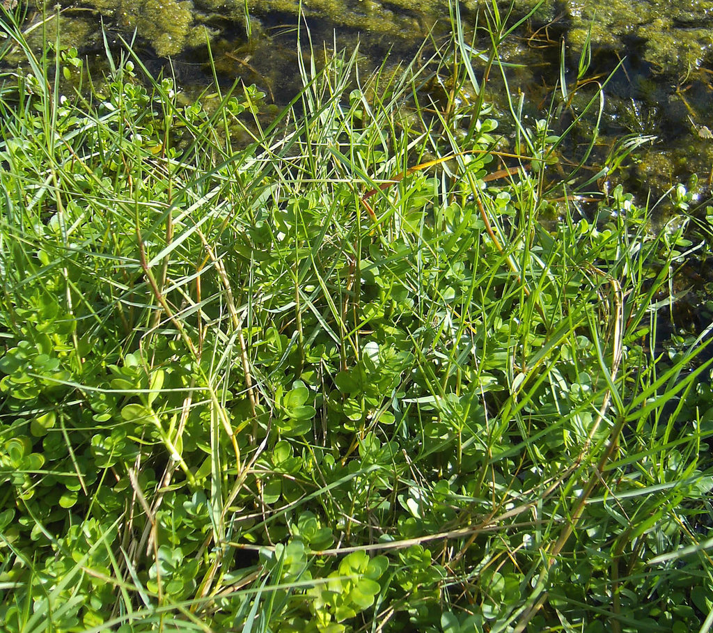 Bacopa from Stanwell QLD 4702, Australia on May 30, 2005 at 08:16 PM by ...