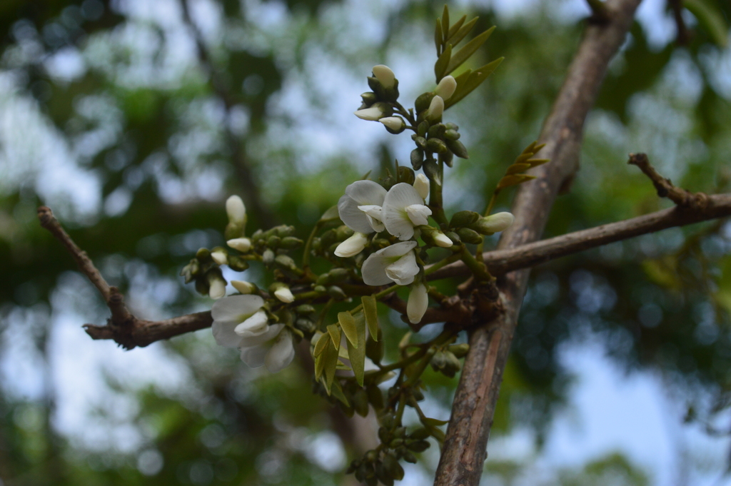 Cocobolo (Dalbergia retusa) - Botanical Realm