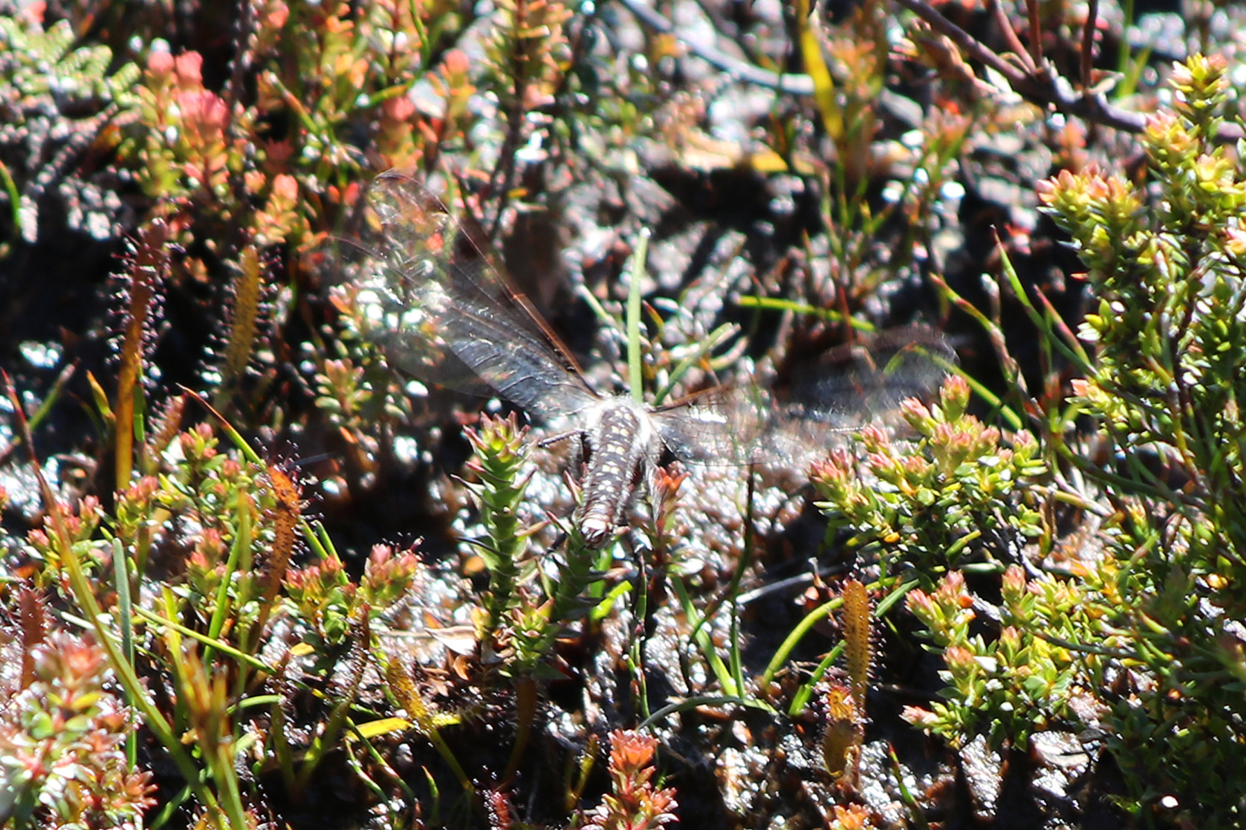 Austropetaliidae