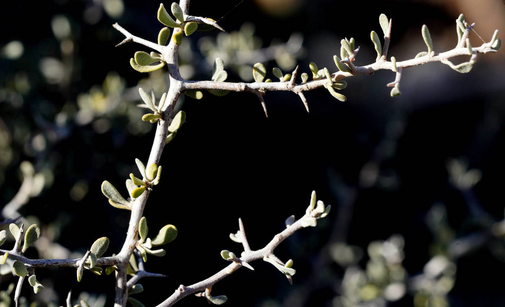 Spiny Fan-flower from Bakara Conservation Park on July 17, 2020 by ...