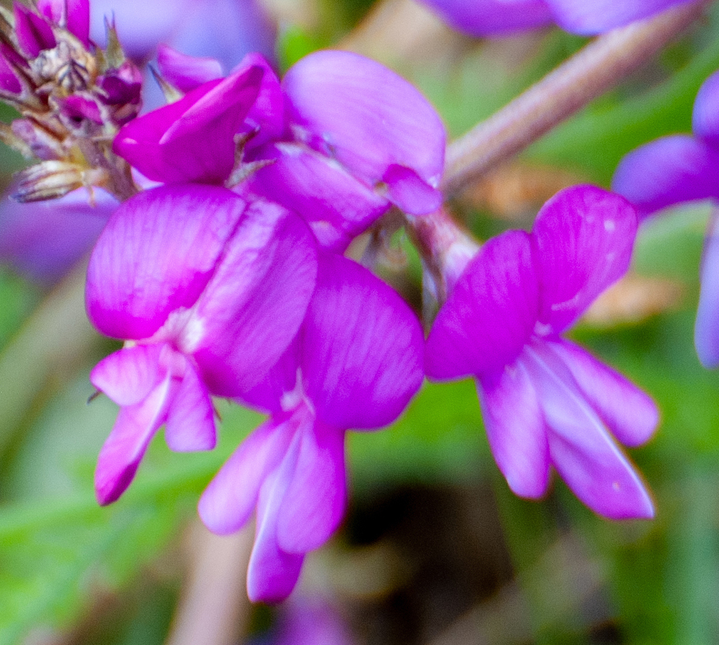 Boreal Sweet-vetch (Rare Plants of Newfoundland) · iNaturalist