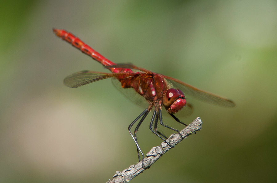 Red-veined Meadowhawk from Vaseux Lake, BC, Canada on June 28, 2006 at ...