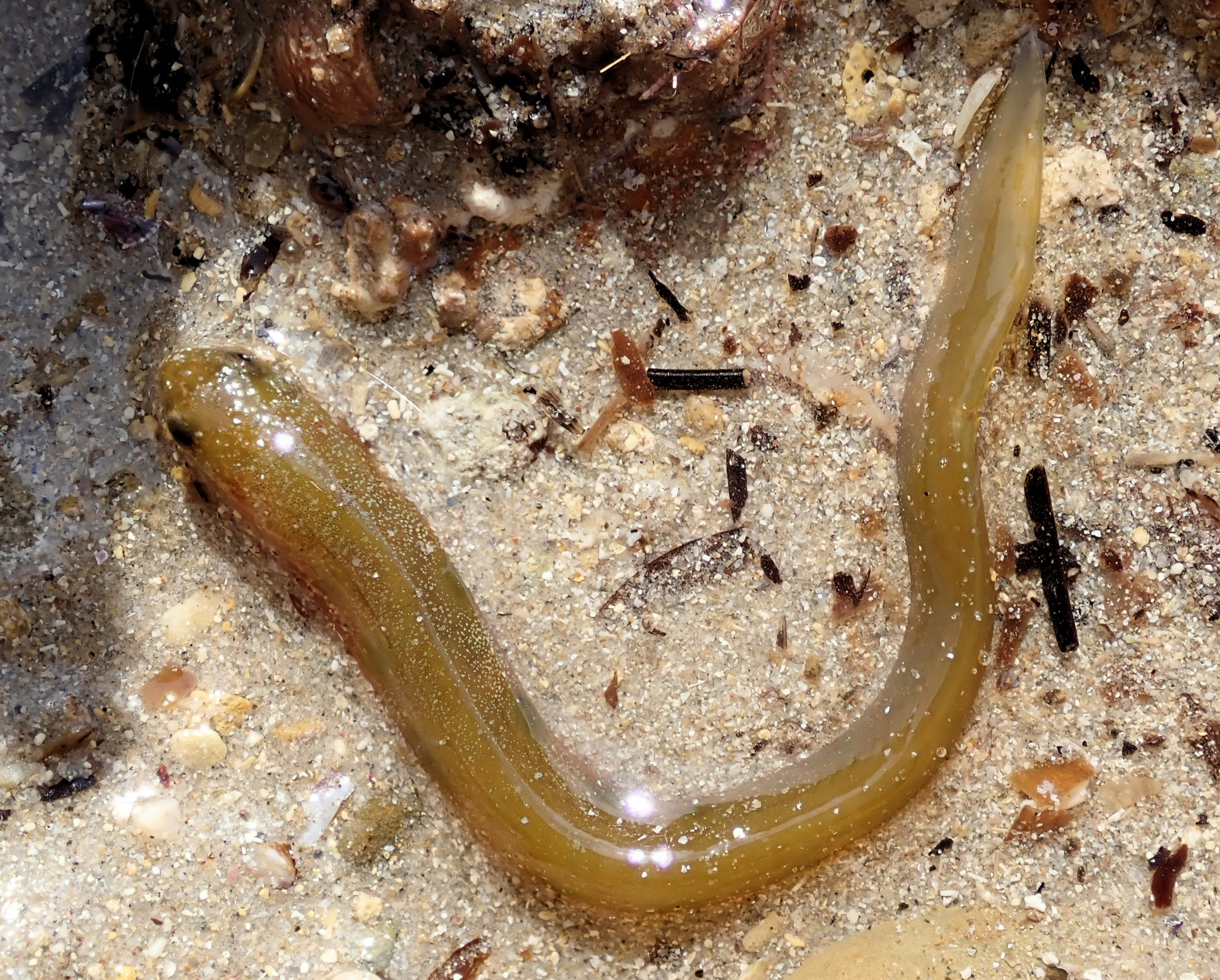 Alabes dorsalis (Richardson, 1845)