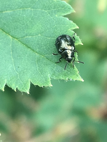Mustard Phaedon Beetle (Phaedon oviformis) · iNaturalist United Kingdom