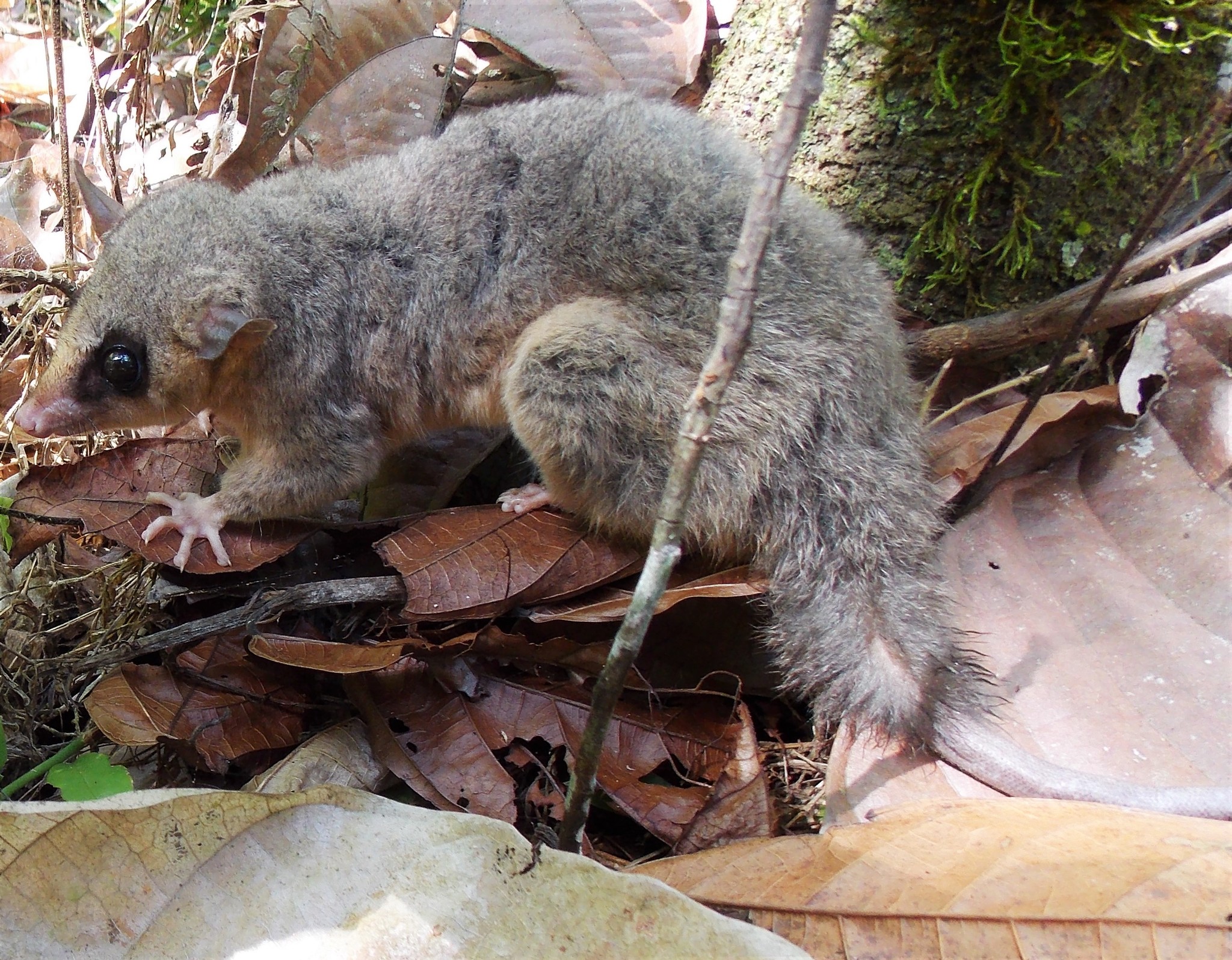 Marmosa paraguayana Tate, 1931