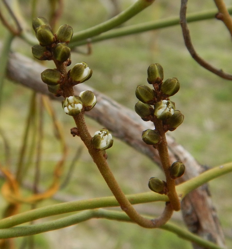 Coarse Dodder-laurel from Mount Monster SA 5267, Australia on August 6 ...