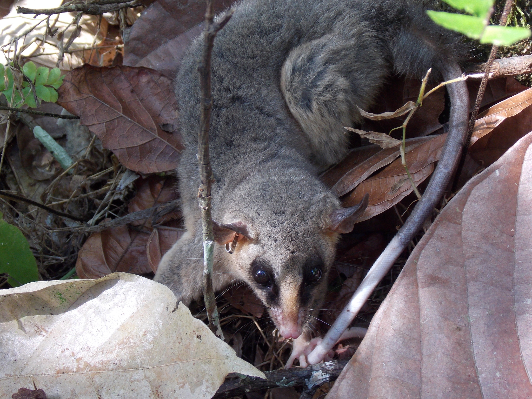Marmosa paraguayana Tate, 1931